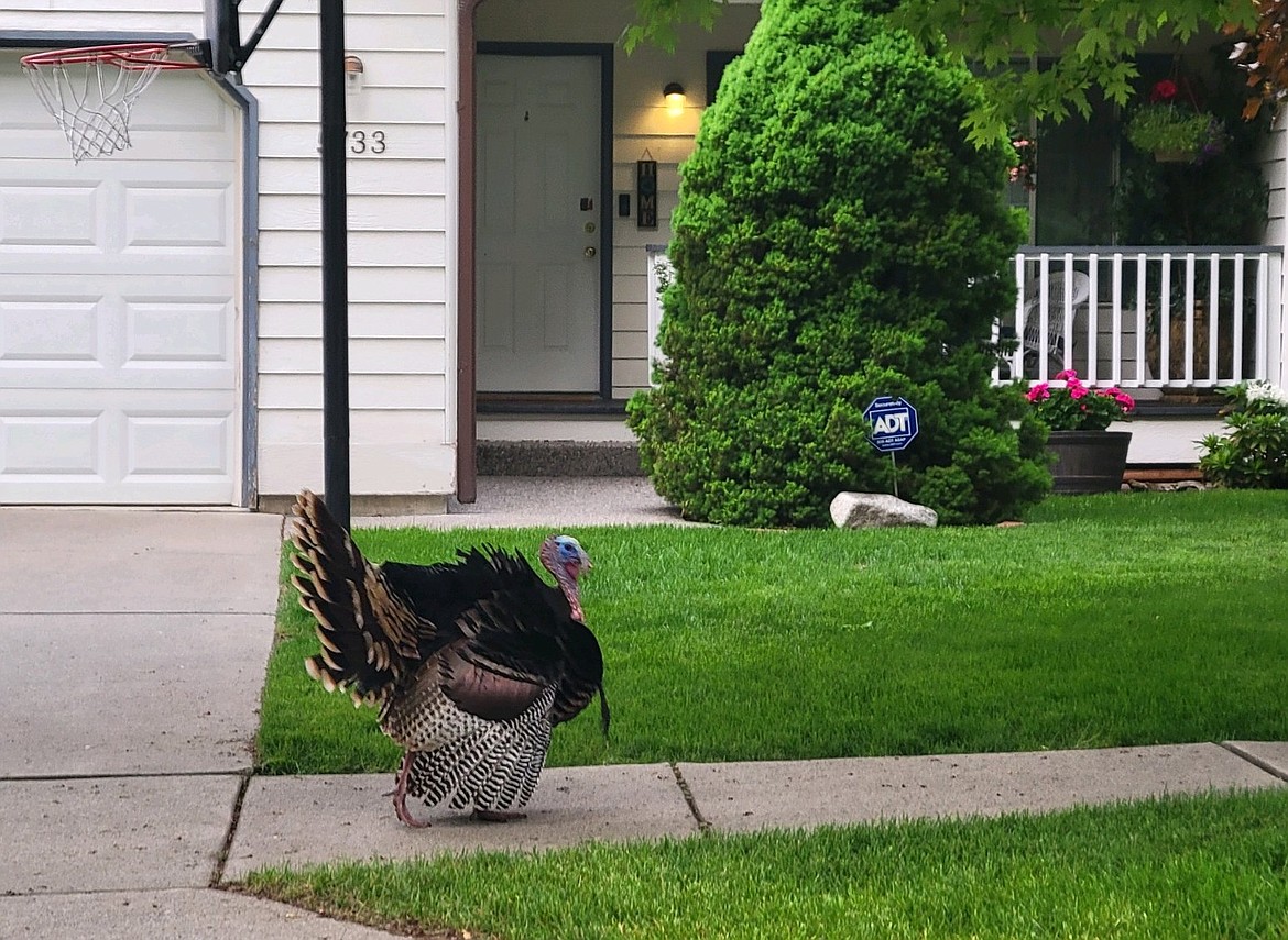 Struttin' along | Coeur d'Alene Press