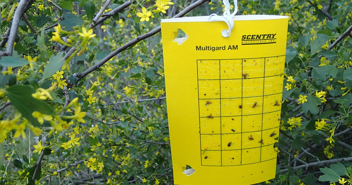 Invasive pest trapping season resumes | Basin Business Journal ...