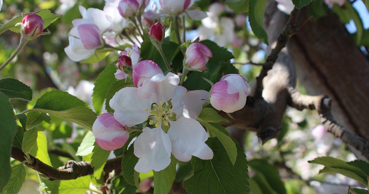 ‘Guarded optimism’ found in 2023 tree fruit harvest projections | Basin ...