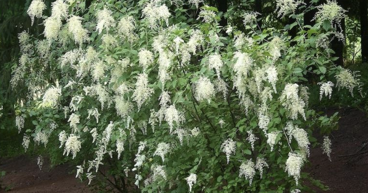 Plant Notes: Ocean Spray | Shoshone News-Press