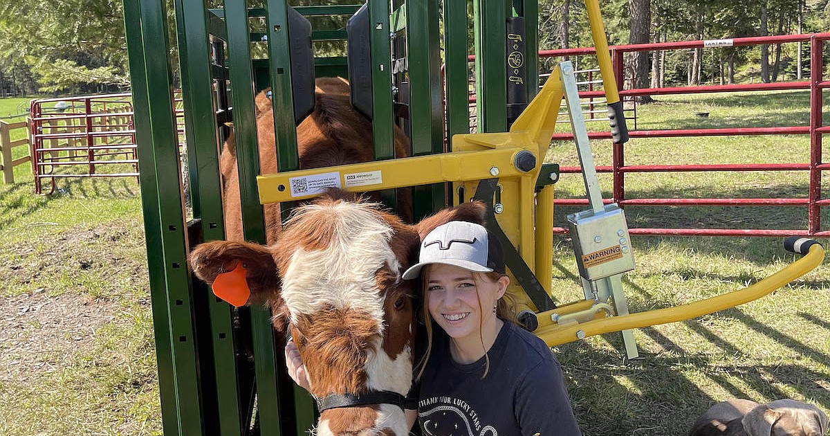 LOR, Libby 4-H team up for safe cattle handling | Western News