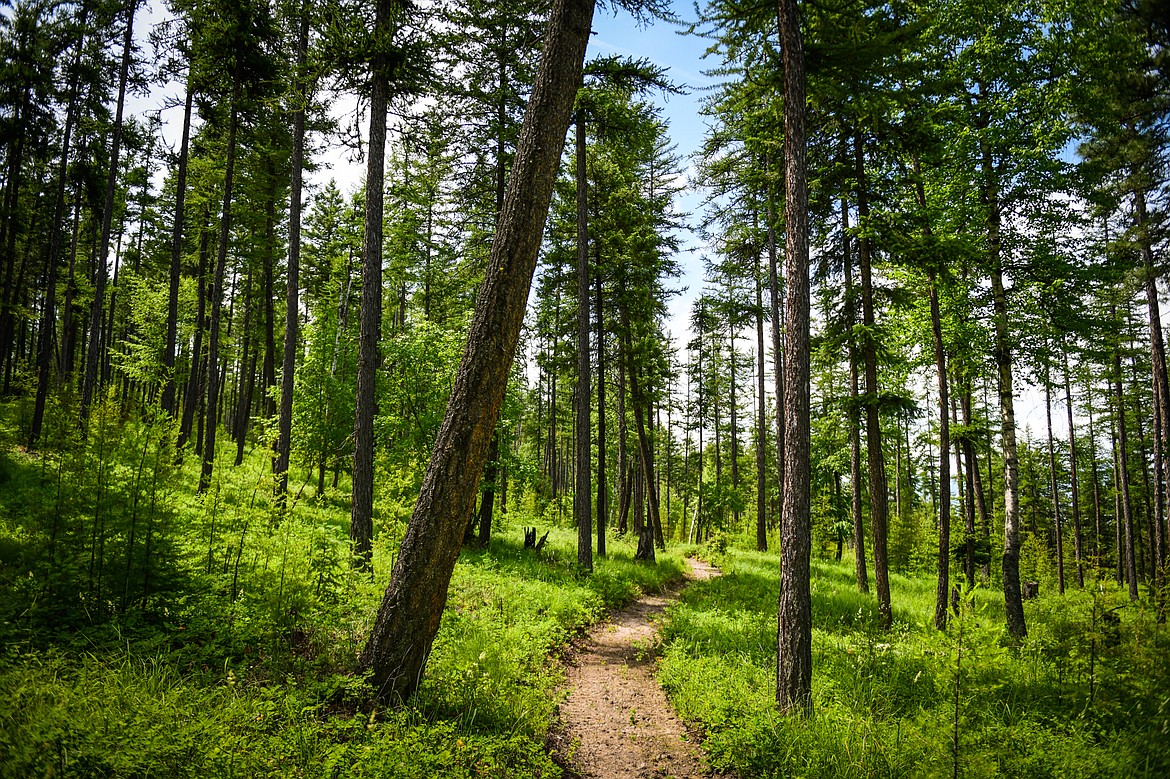 Work underway to build trail system near Bigfork | Daily Inter Lake