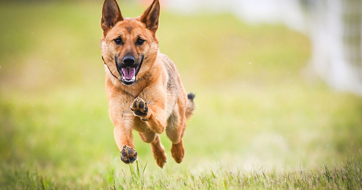 Dogs dash to finish line as ability testing course comes to Flathead ...