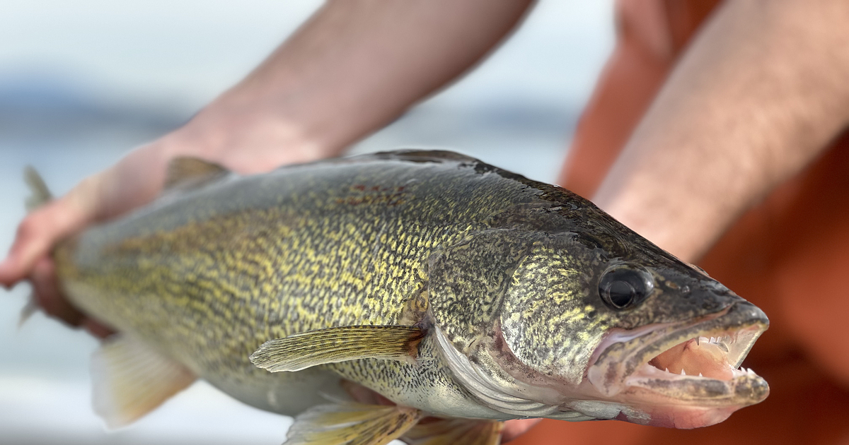Eye on walleye | Coeur d'Alene Press