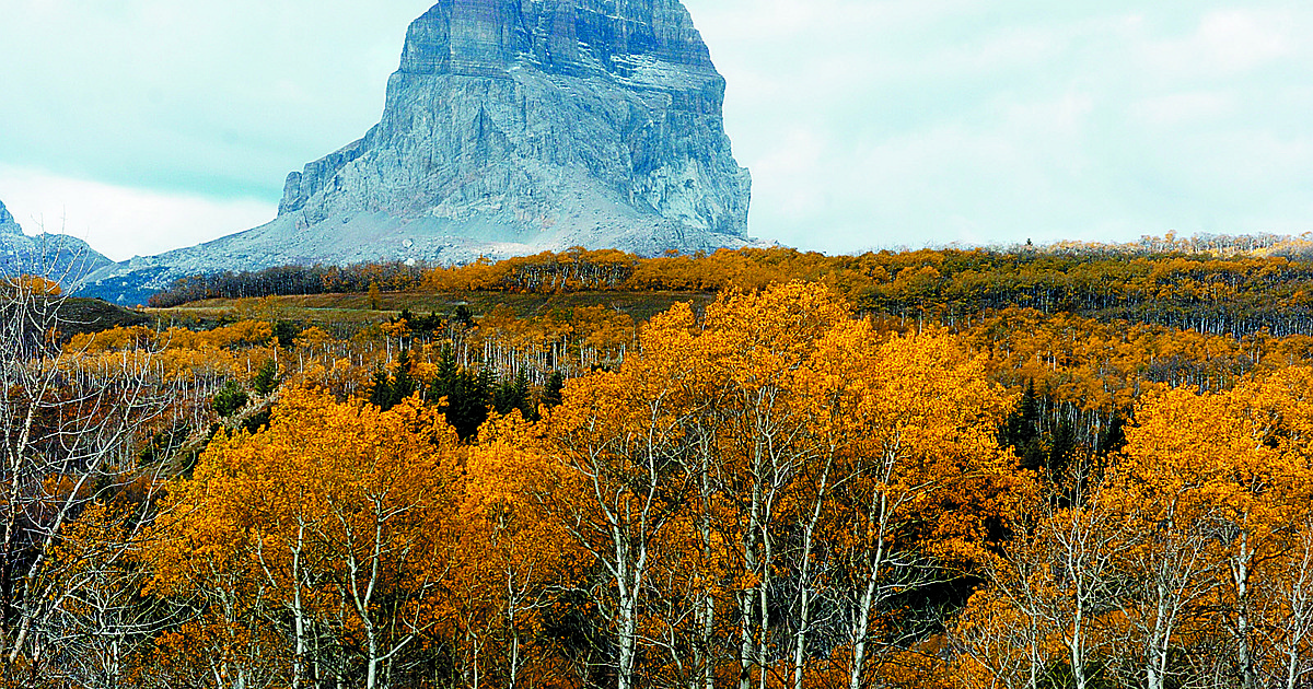 Free-roaming buffalo released by Blackfeet Tribe east of Glacier Park ...