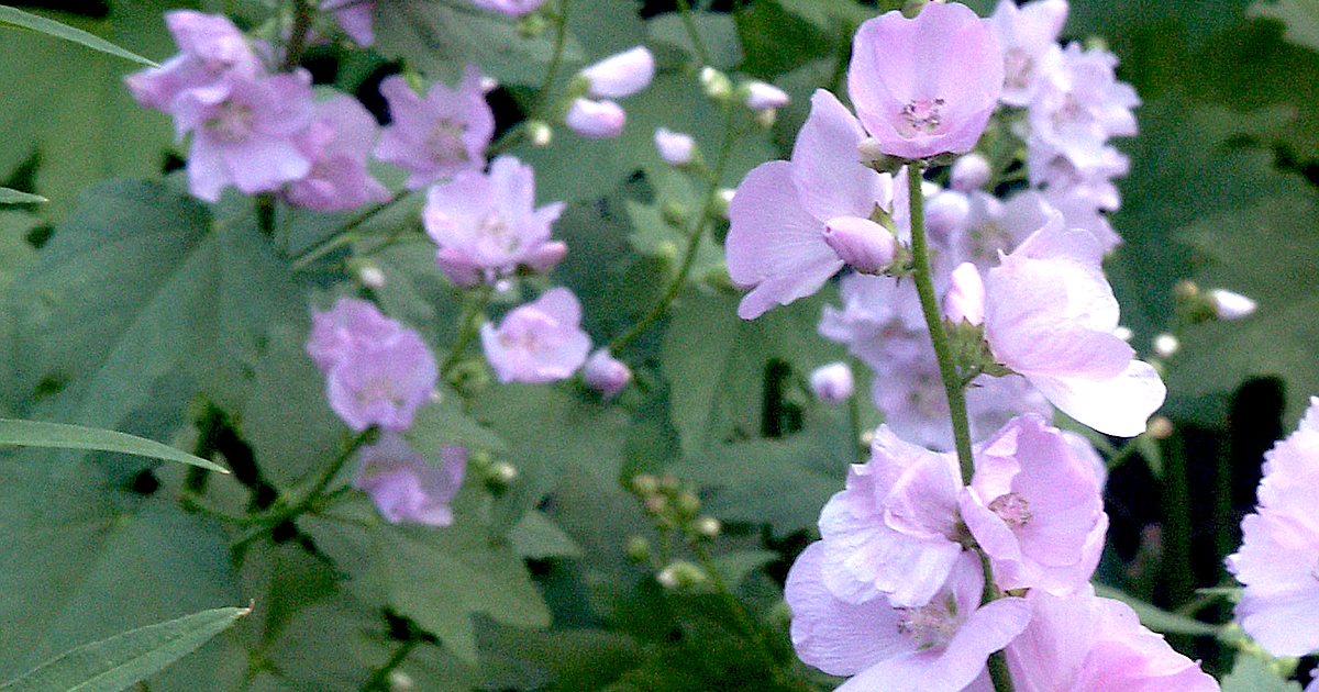 Sun-loving mountain hollyhock is garden stunner | Bonner County Daily Bee