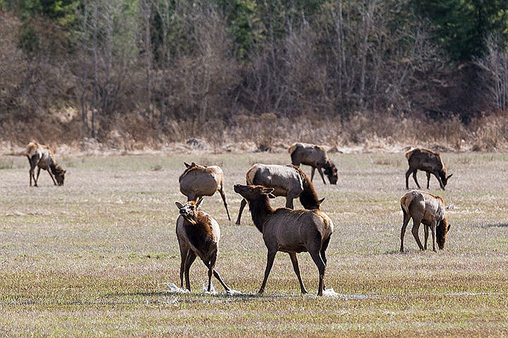 Elk tags go on sale Monday | Coeur d'Alene Press