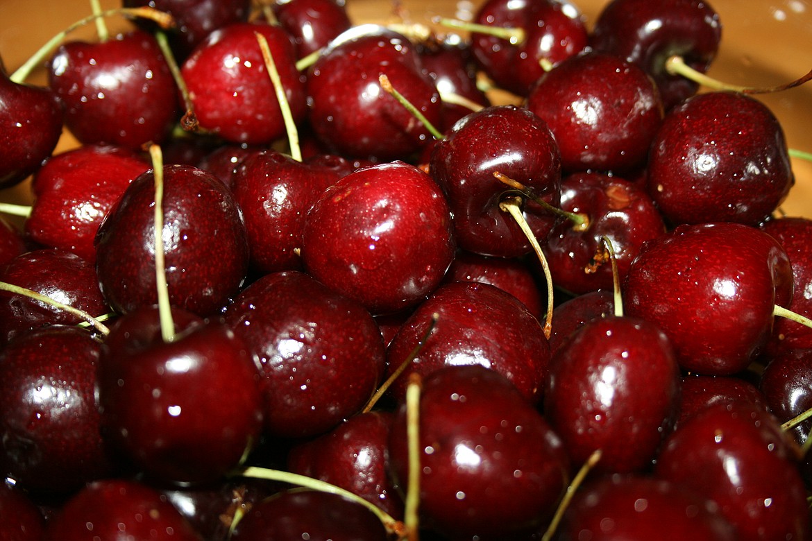 2023 Cherry Harvest Looking Optimistic Basin Business Journal