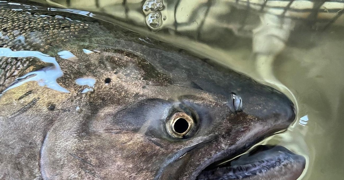 A look at chinook | Coeur d'Alene Press