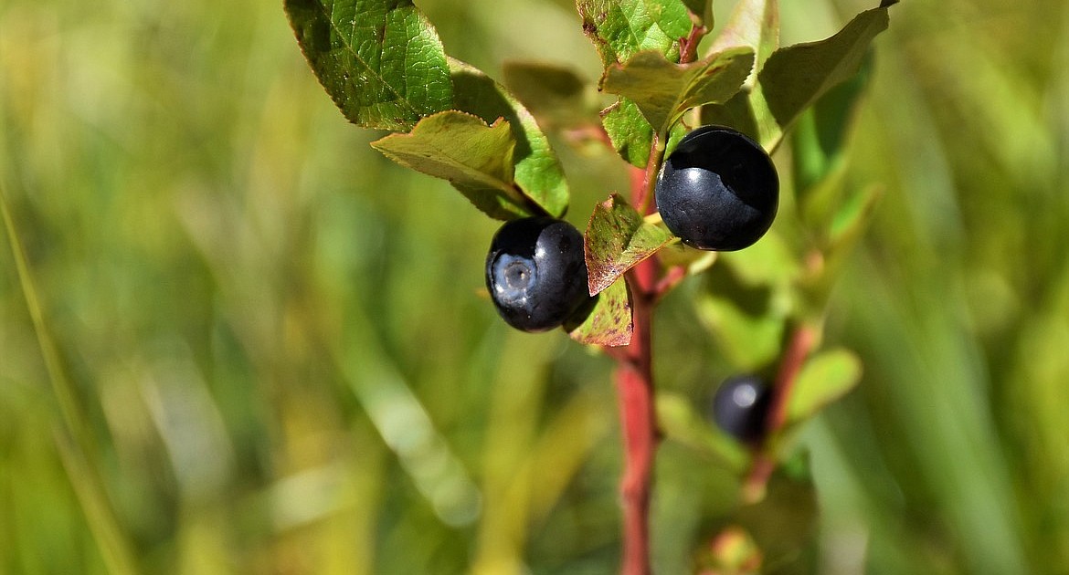 Lost huckleberry picker found on Tuesday | Bonners Ferry Herald