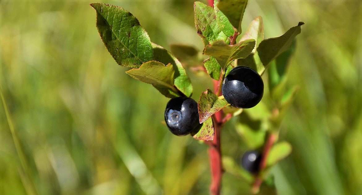 Lost huckleberry picker found on Tuesday | Bonners Ferry Herald