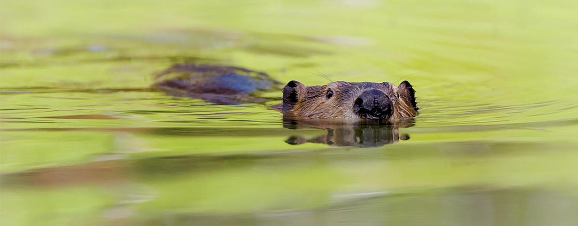 NASA scopes out Idaho beavers | Coeur d'Alene Press