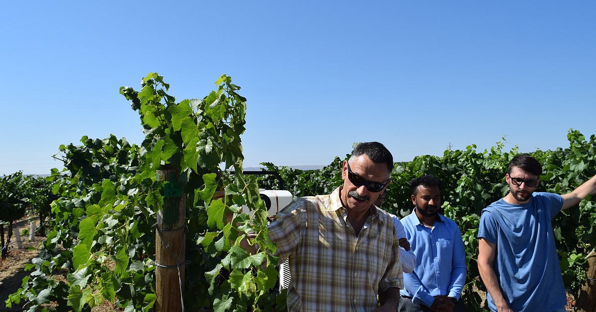 WSU Prosser Extension hosts Smart Vineyard field day | Hagadone News ...