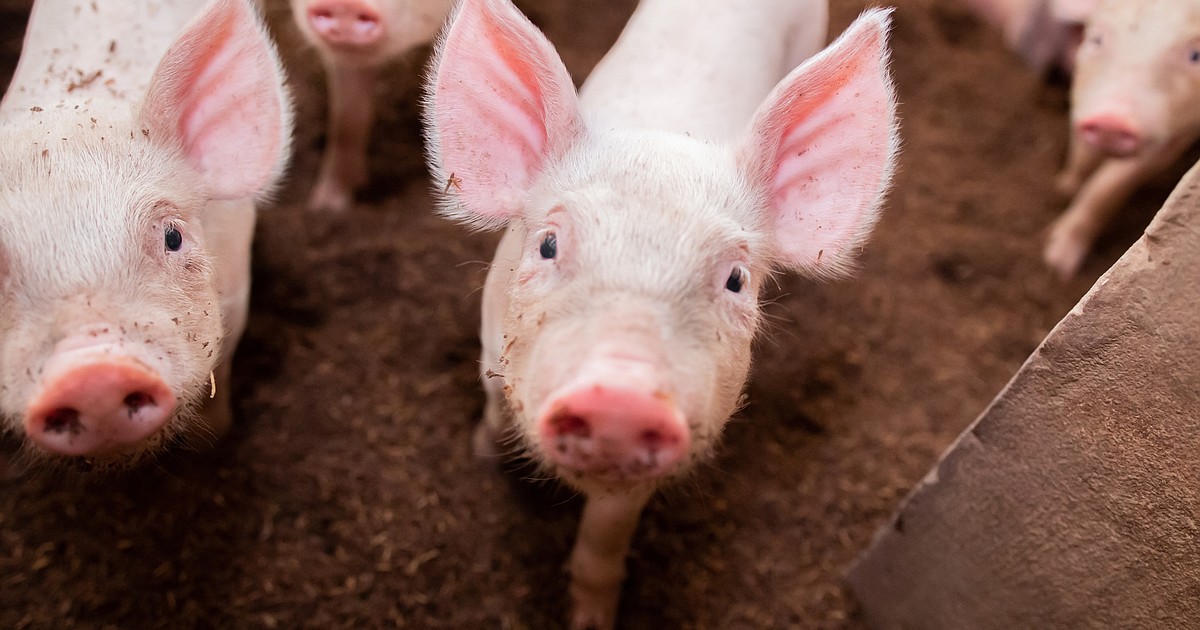 Recognizing when your pig has a skin condition | Coeur d'Alene Press