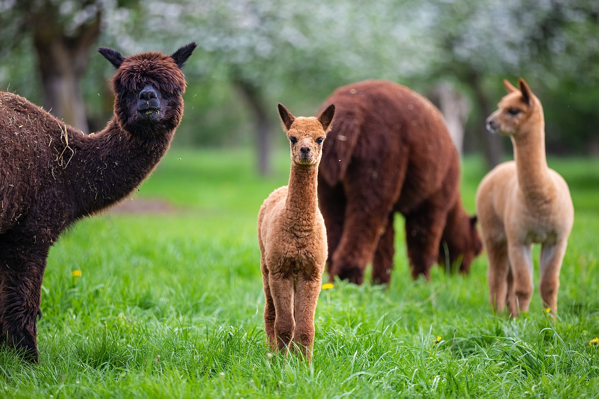 First-time alpaca ownership: Preparing their new home | Coeur d'Alene Press