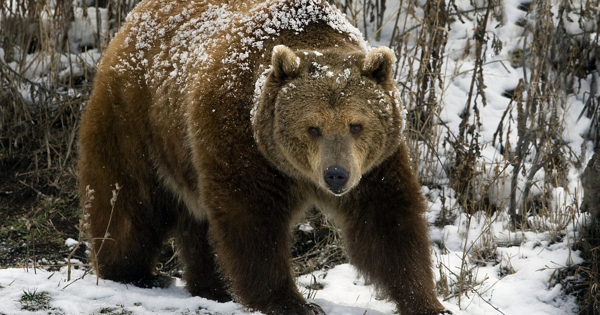 Avian Influenza a concern as bears enter hyperphagia | Bigfork Eagle