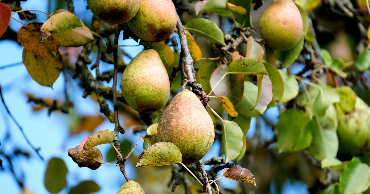 The other tree fruit: Pear harvest looking good this year | Basin ...