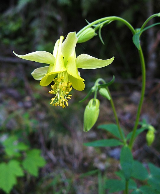 Yellow Columbine brings sweet beauty to gardens | Bonner County Daily Bee