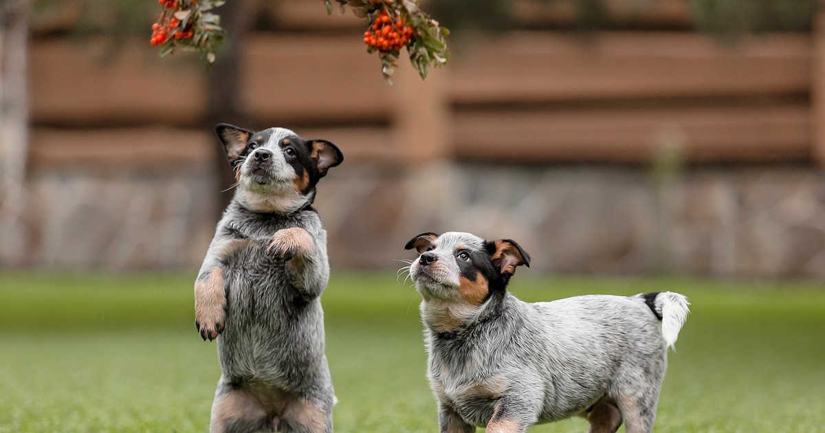 Understanding littermate syndrome in puppy pairs | Coeur d'Alene Press
