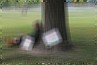 Citizen 'locked on' to Sandpoint park tree | Coeur d'Alene Press