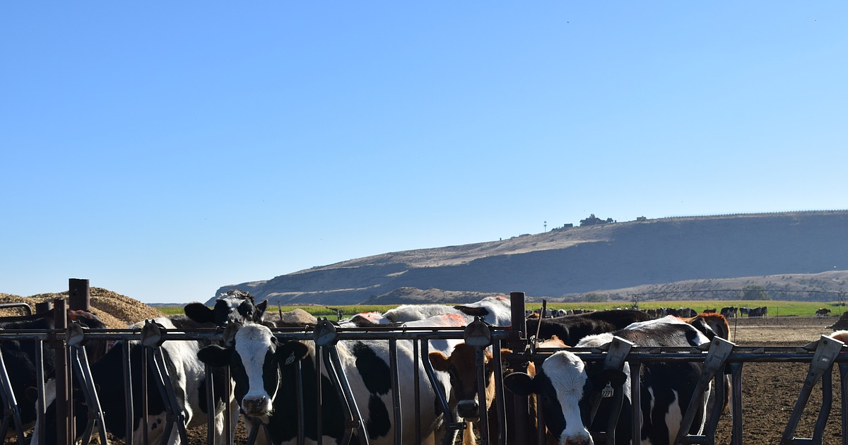 Dairy state | Hagadone News Network