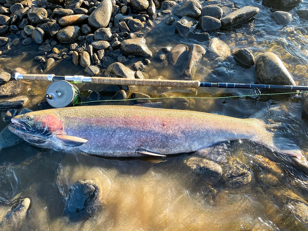Angler lands new catch/release record steelhead | Coeur d'Alene Press