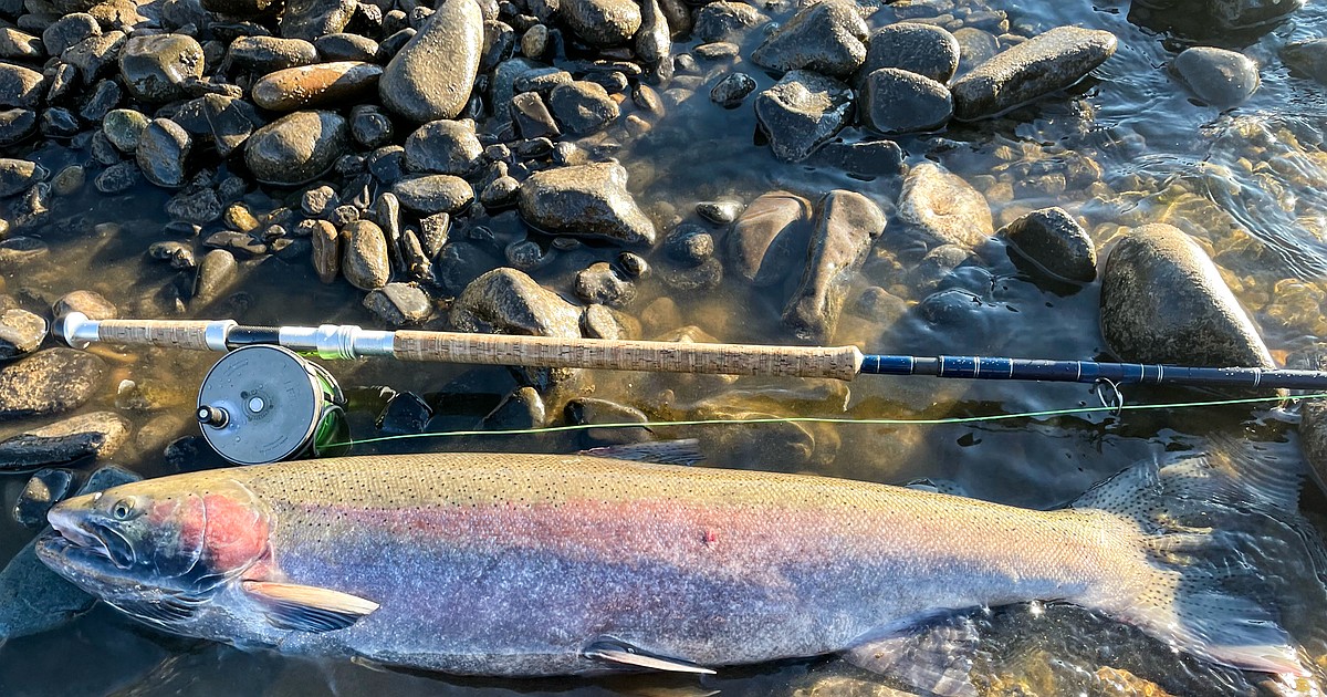 Angler lands new catch/release record steelhead | Coeur d'Alene Press