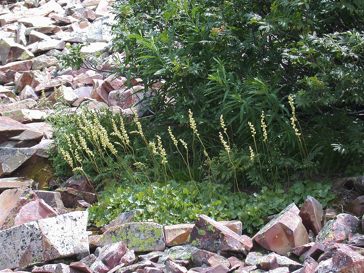 Hardy Roundleaf Alumroot makes an attractive garden addition | Bonner ...