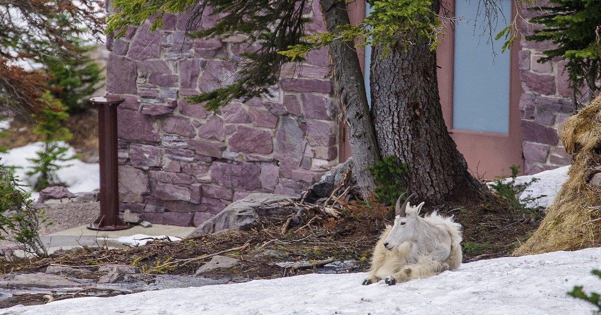 For Glacier’s iconic goats, snow proves solace from bugs | Daily Inter Lake