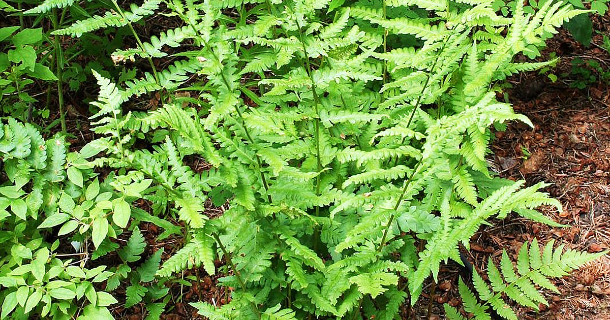 Crested Shield Fern thrives in shady gardens | Bonner County Daily Bee