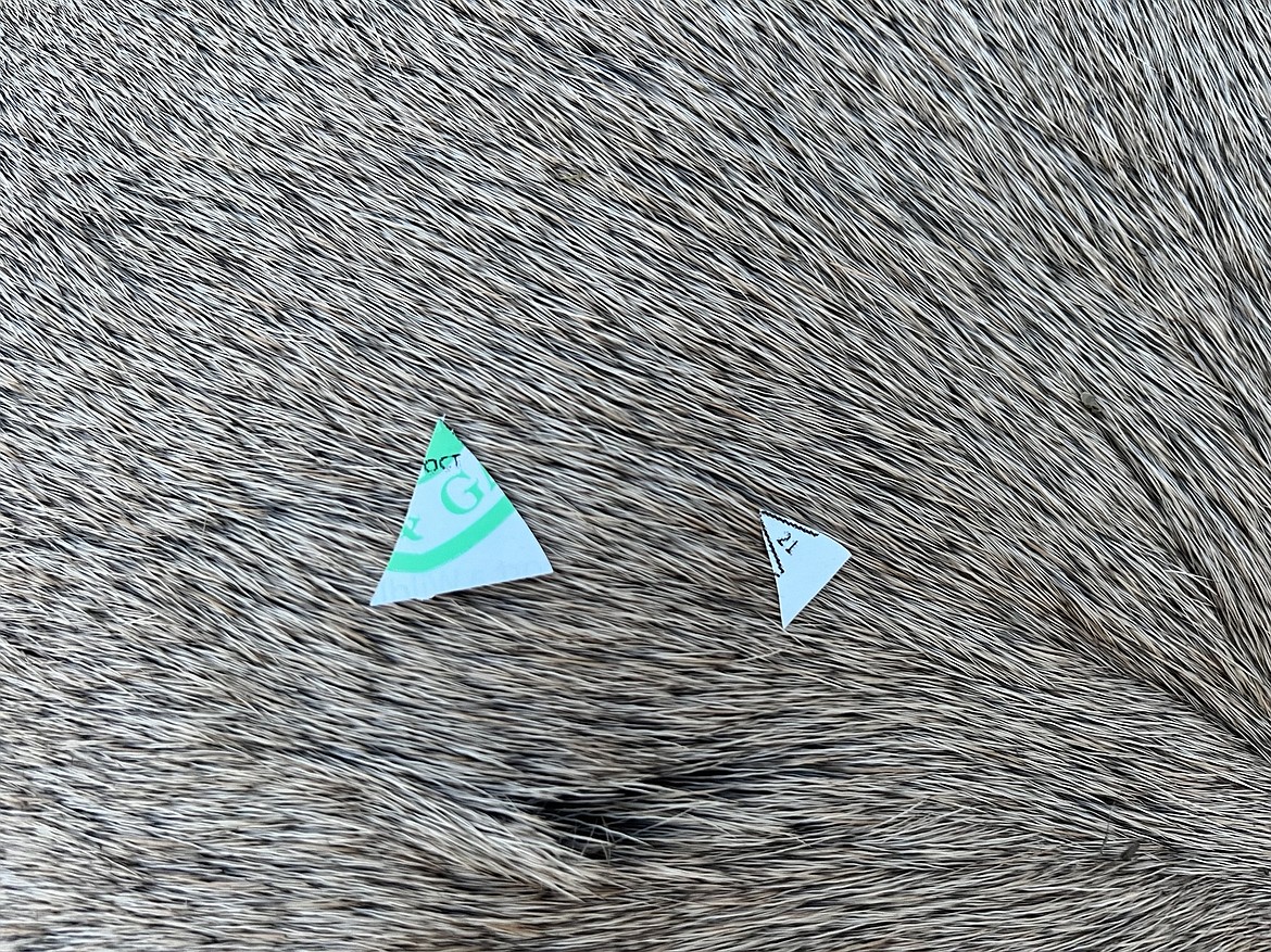 Avoid common hunting violations | Coeur d'Alene Press