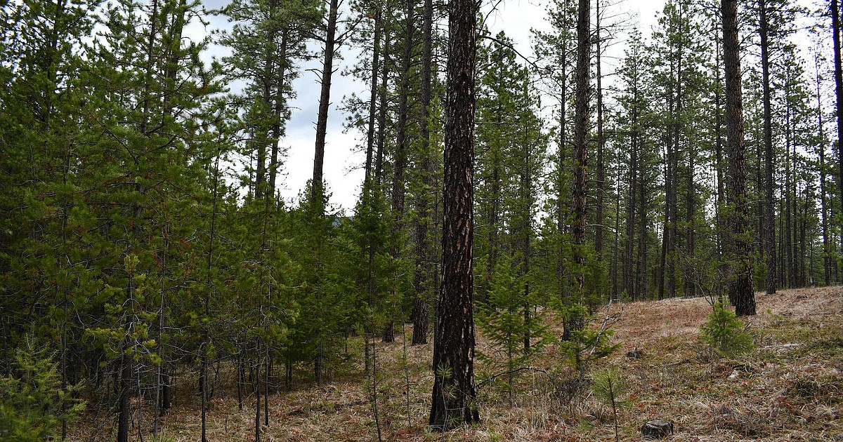 Timber Wars Redux | Western News