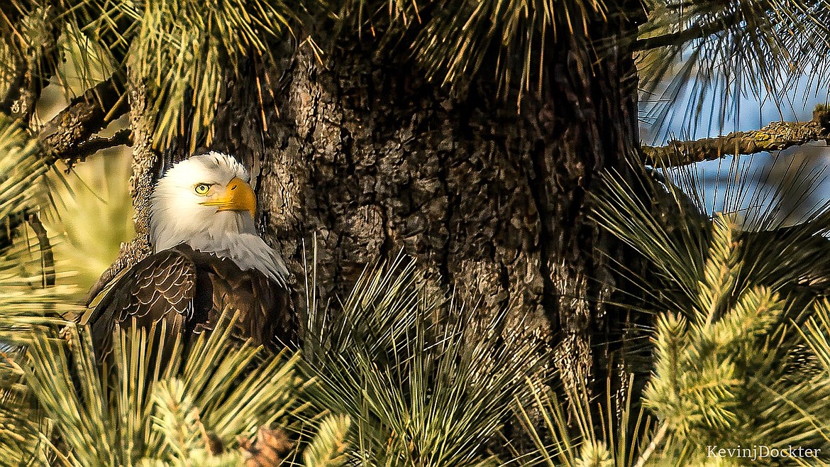 The eagles have landed | Coeur d'Alene Press