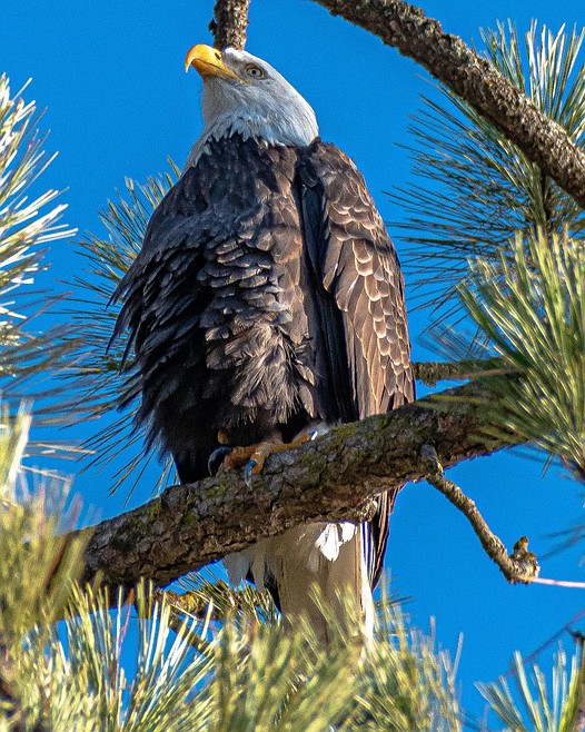 Oh, those photogenic eagles! | Coeur d'Alene Press