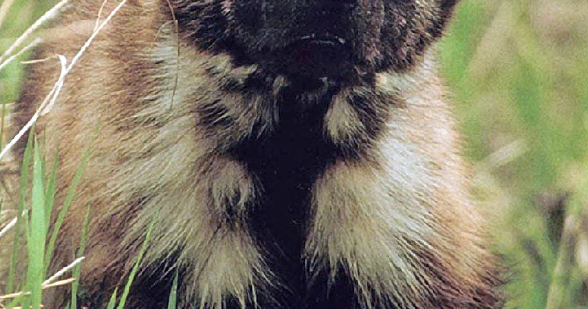 US moves to protect wolverines as climate change melts their mountain ...