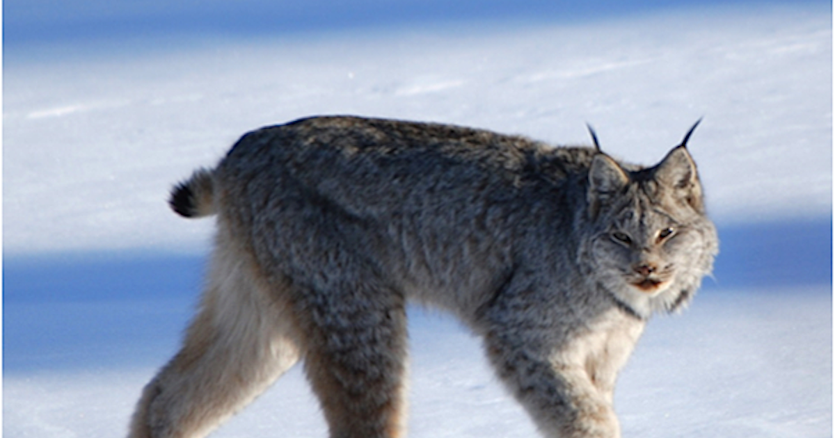 Federal officials adopt lynx recovery plan, seek changes to habitat ...