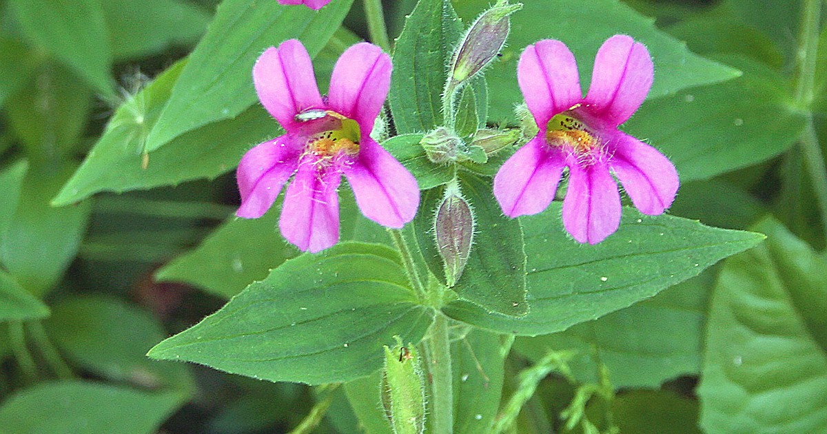 Monkeyflower's cheery blossoms brighten gardens | Bonner County Daily Bee