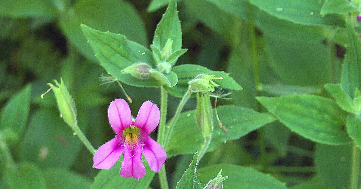 Monkeyflower's cheery blossoms brighten gardens | Bonner County Daily Bee
