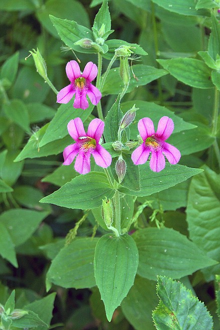 Monkeyflower's cheery blossoms brighten gardens | Bonner County Daily Bee