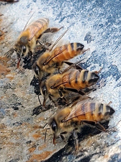 Best Shot - Dec. 9, 2023 | Bonner County Daily Bee