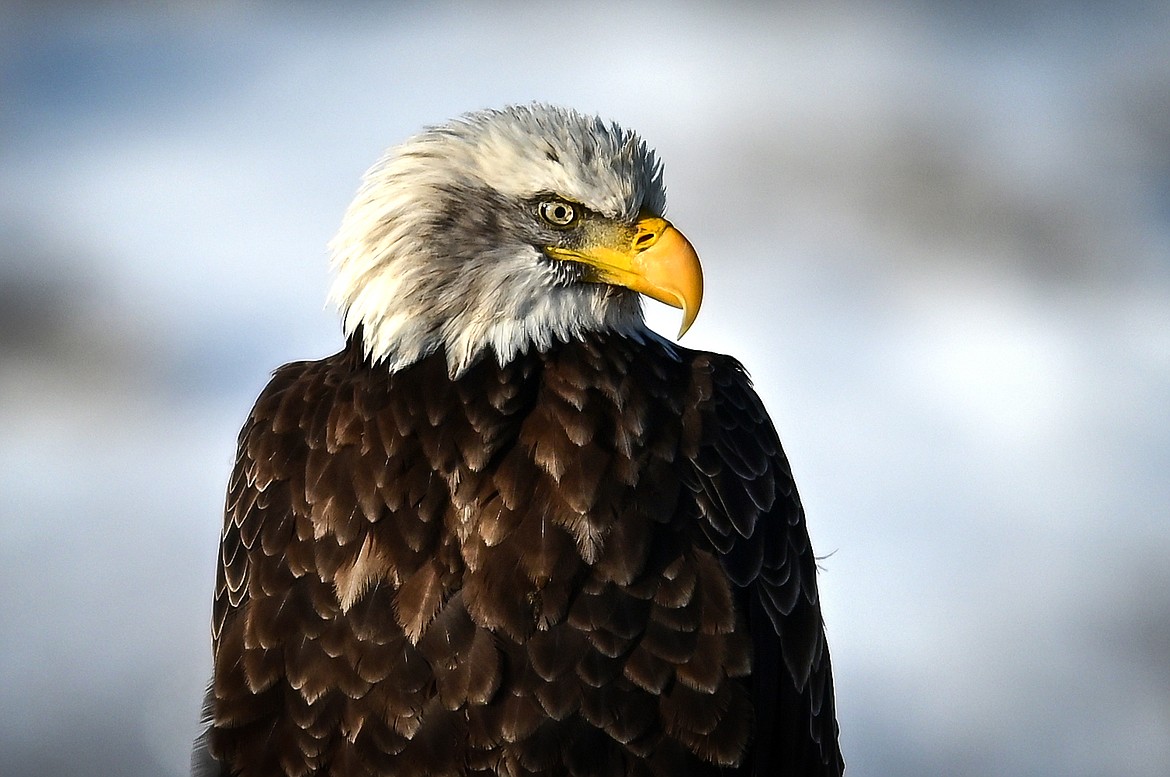 Two men indicted for killing, trafficking eagles from Flathead Reservation | Daily Inter Lake