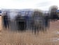 Colorado releases 5 wolves on Western Slope, fulfilling voter-approved ...