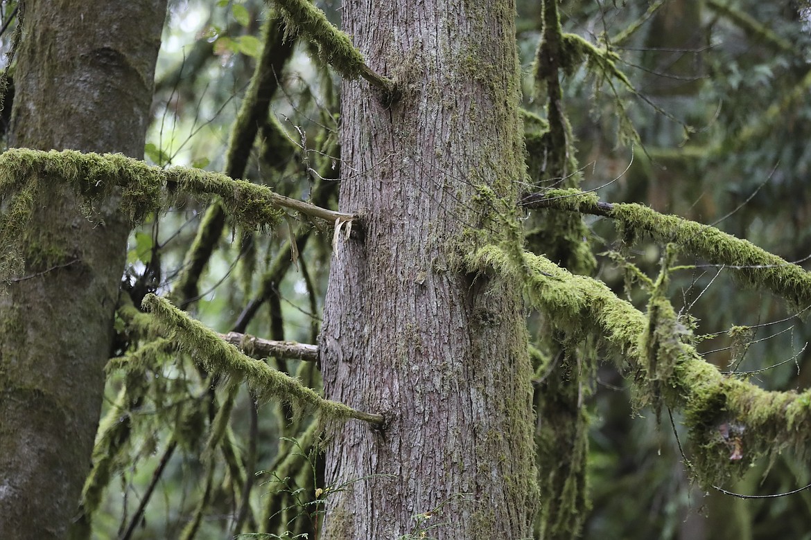 As tree species face decline, ‘assisted migration’ gains popularity in ...