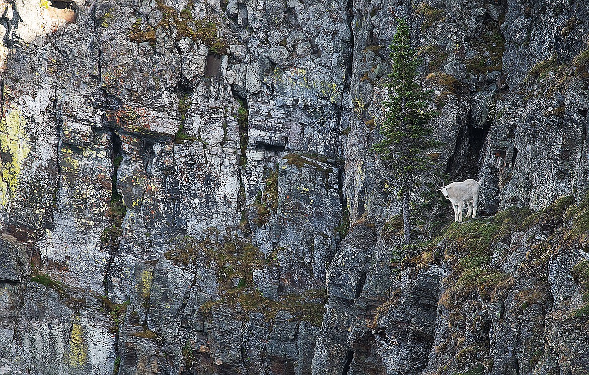 Glacier goats | Coeur d'Alene Press