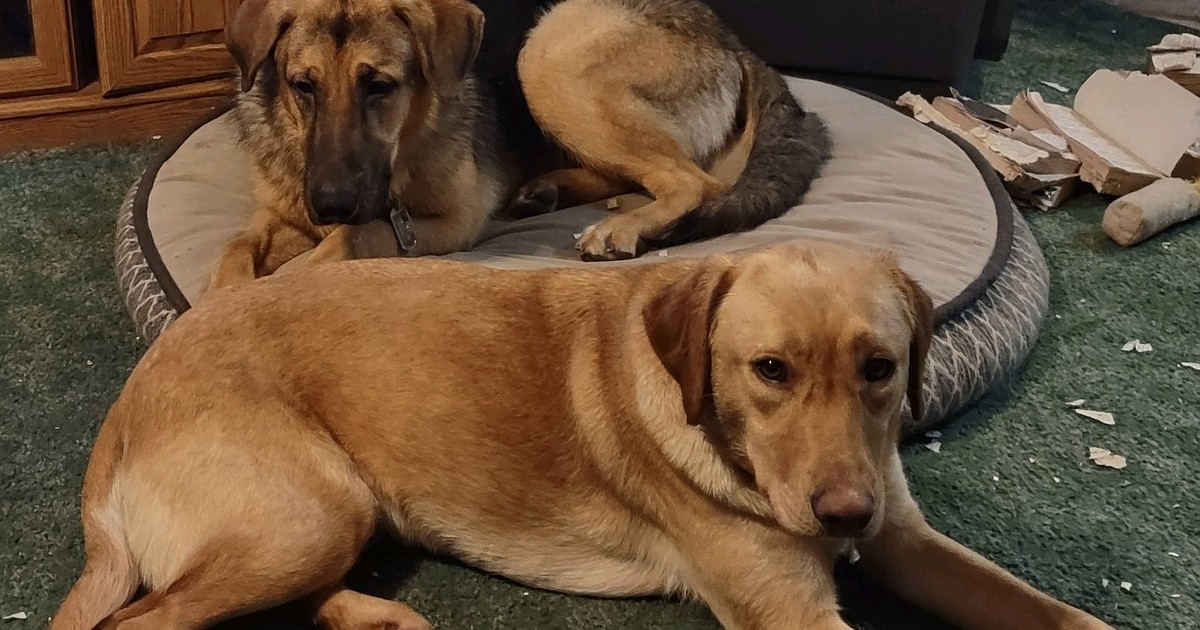 Pets left behind find 'happy ending' | Shoshone News-Press