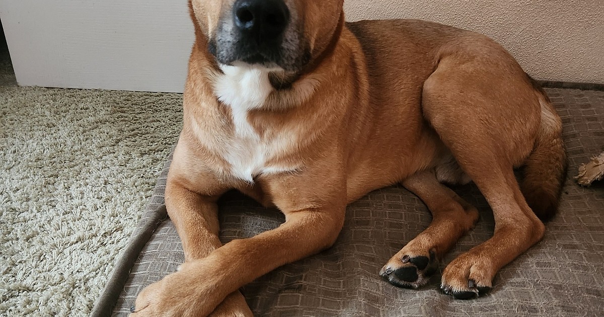 A happy ending for George | Coeur d'Alene Press