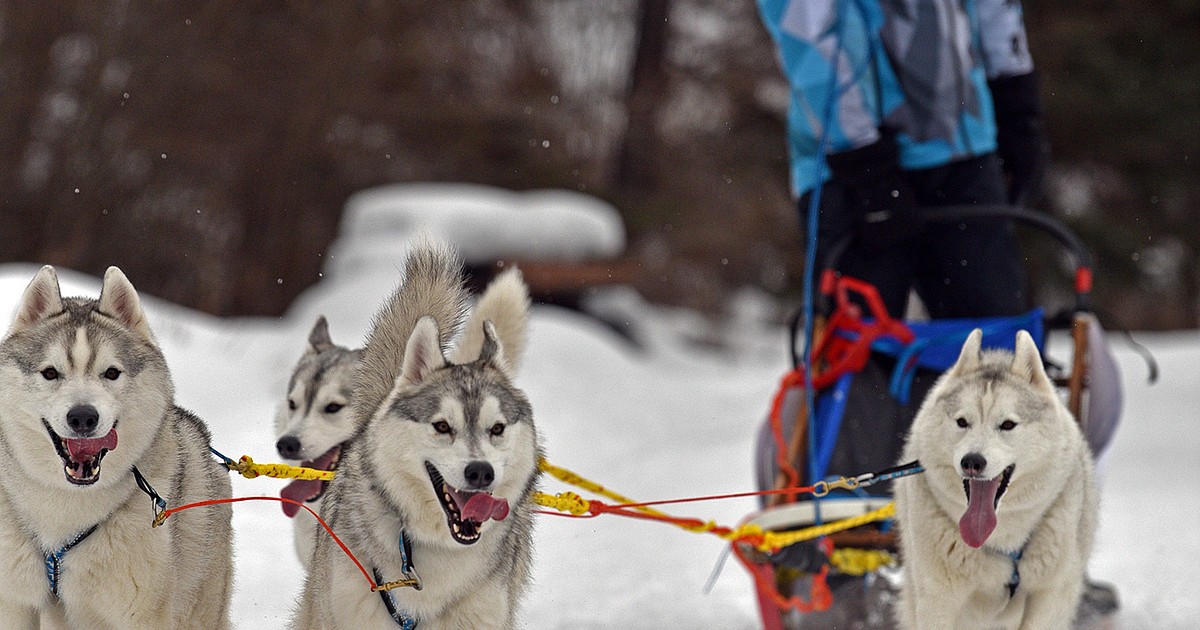 Mush: Flathead Classic draws sled, skijor teams from across the West ...