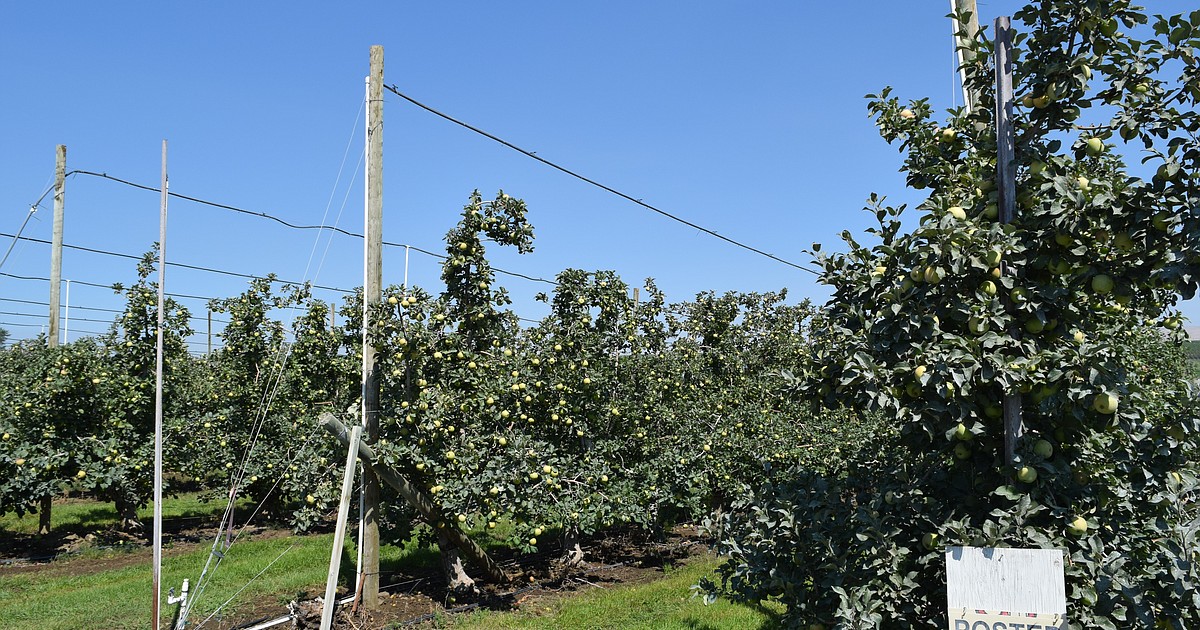 Experts preview 2024 Washington apple industry | Columbia Basin Herald