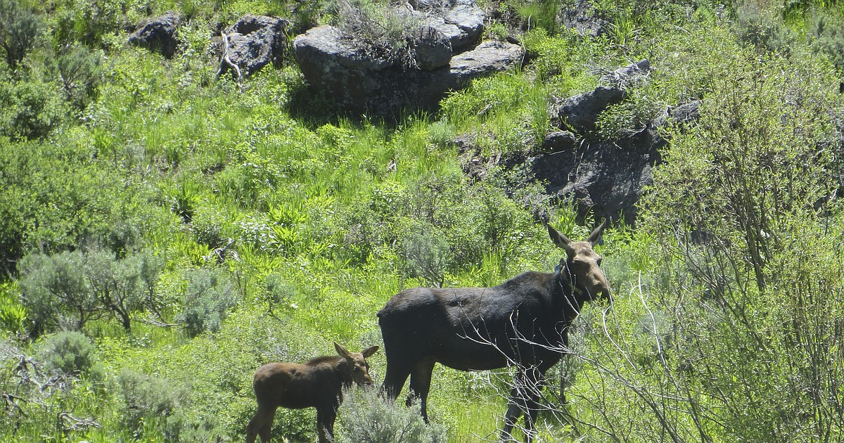 Nevada's first big-game moose hunt will be tiny as unusual southern ...