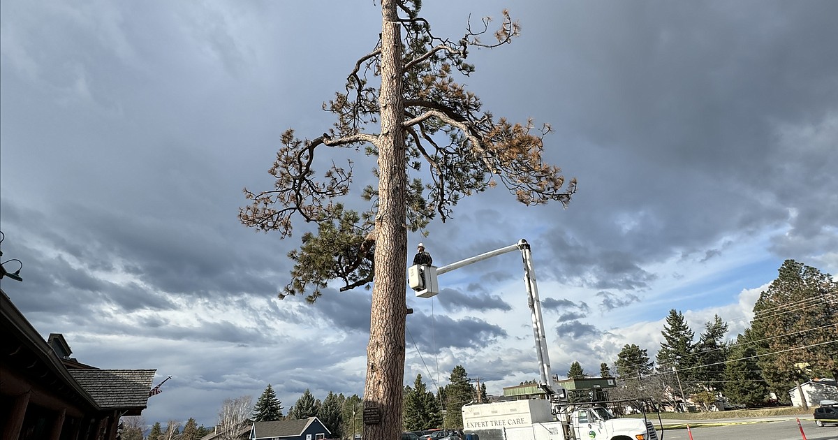 Bigfork's iconic pine tree comes down | Daily Inter Lake